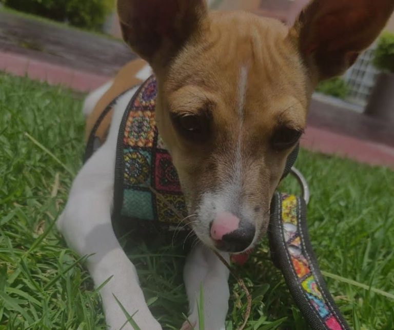 ¿Cuál es el perro que caza ratones?Aquí te decimos cual.....